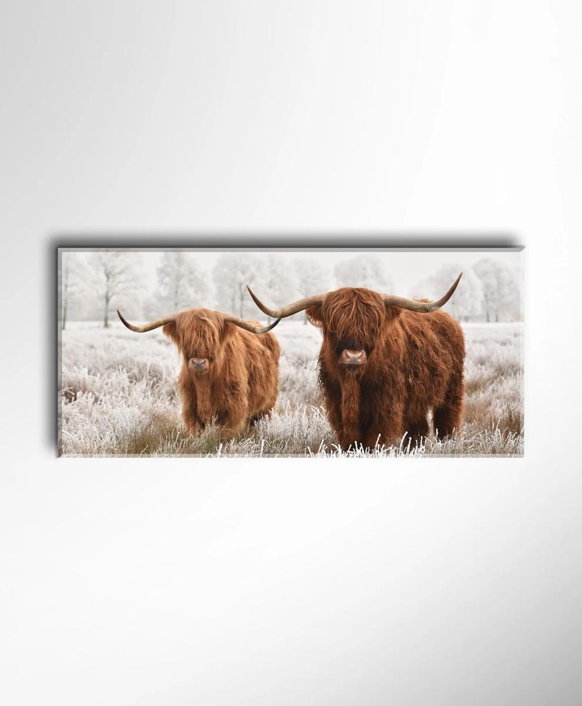 Malvis ® Obraz Skotský náhorní skot ROZMĚR (šířka x výška): třídílný obdélník 120x80 cm