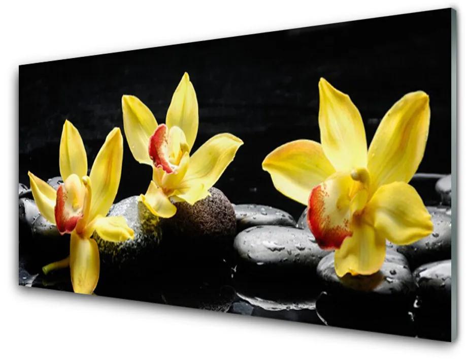 Plexisklo-obraz Květ Kameny Rostlina 140x70 cm