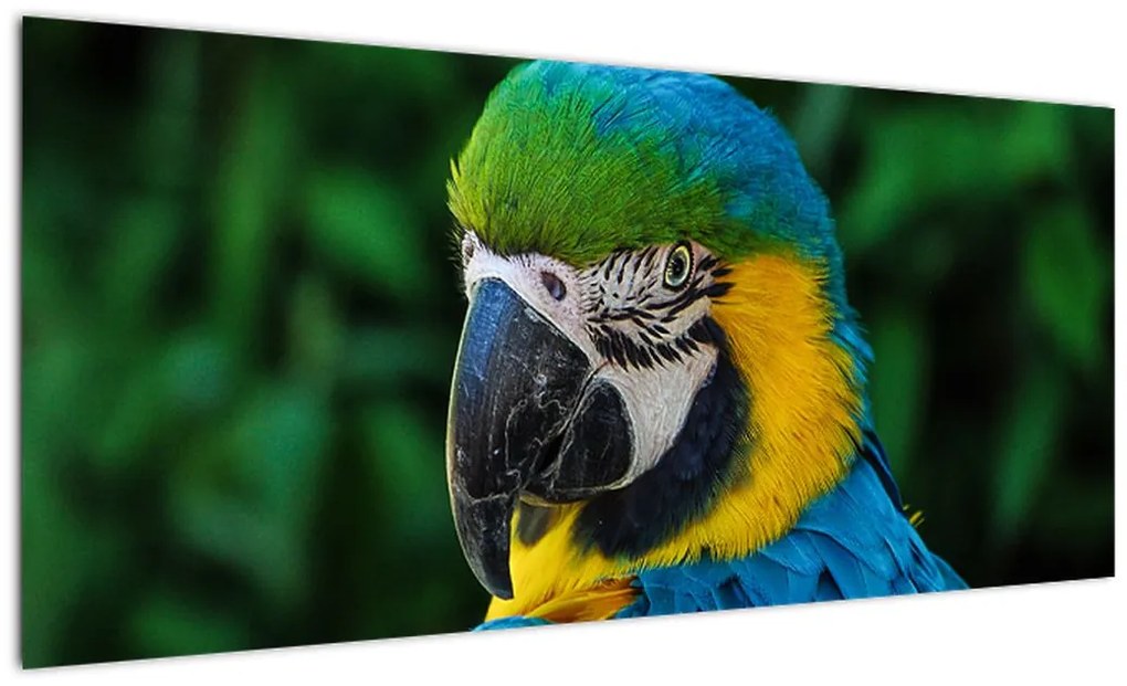 Obraz papouška (100x40cm)
