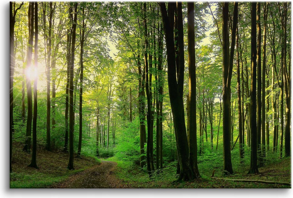 Moderní obraz na zeď Lesní krajina Zelený les Krajina na plátně