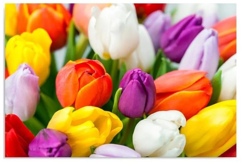 Obraz CARO - Colorful Tulips 40x30 cm