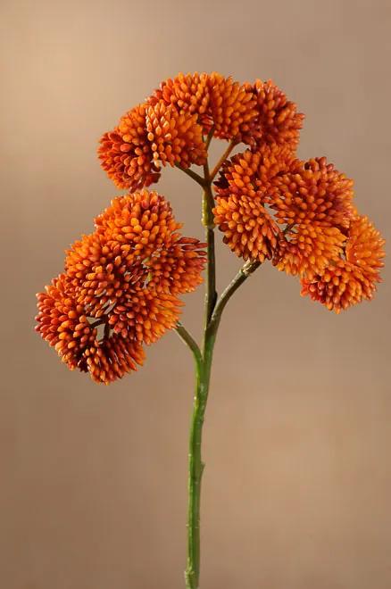 Paramit DRY WILD BERRY Aranžovací květina oranžová 45 cm