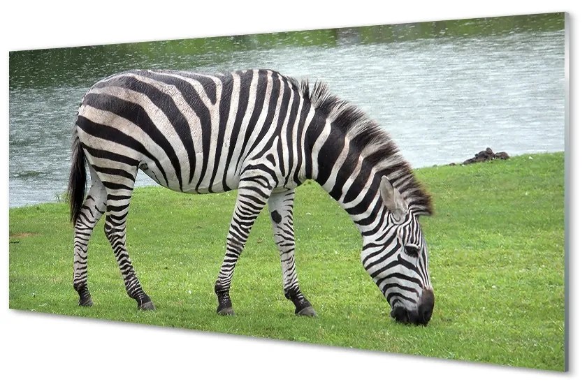 Obraz na skle zebra 120x60 cm