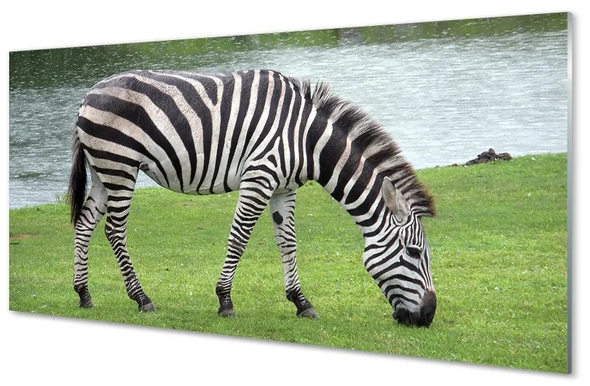 Obraz na skle zebra 140x70cm
