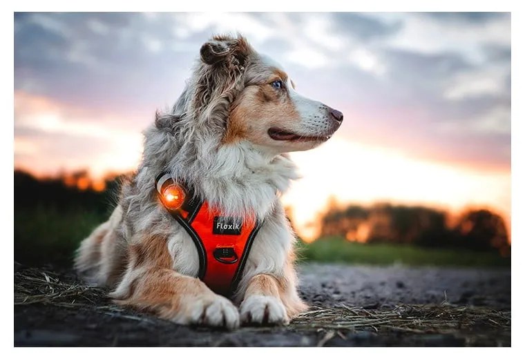 LED světlo na obojek Amber – Orbiloc