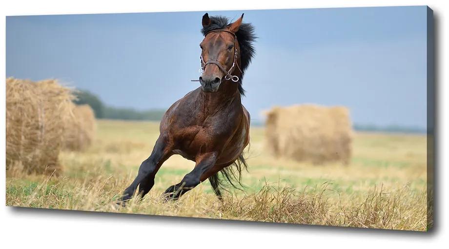 Wallmuralia Foto obraz na plátně Kůň ve cvalu 125x50 cm