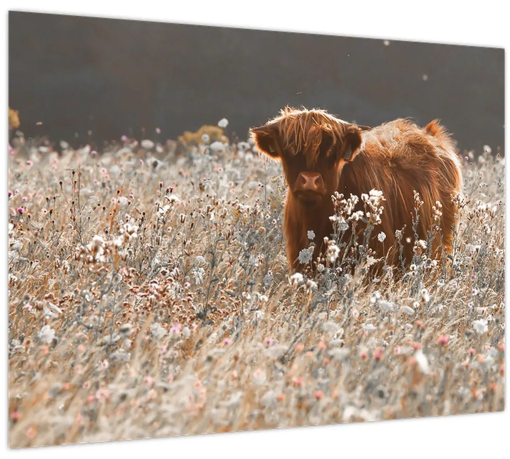 Obraz - Skotská kráva v kvítí (70x50 cm)