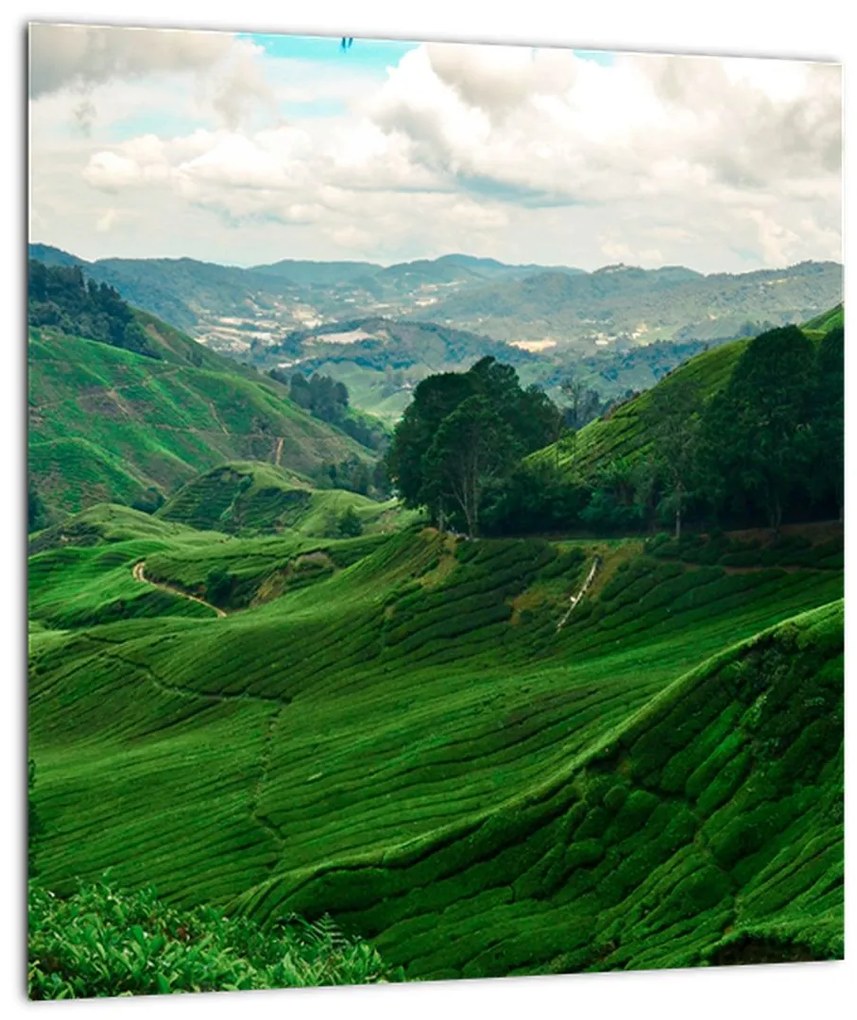 Obraz - Čajové plantáže v Malajsii (30x30 cm)