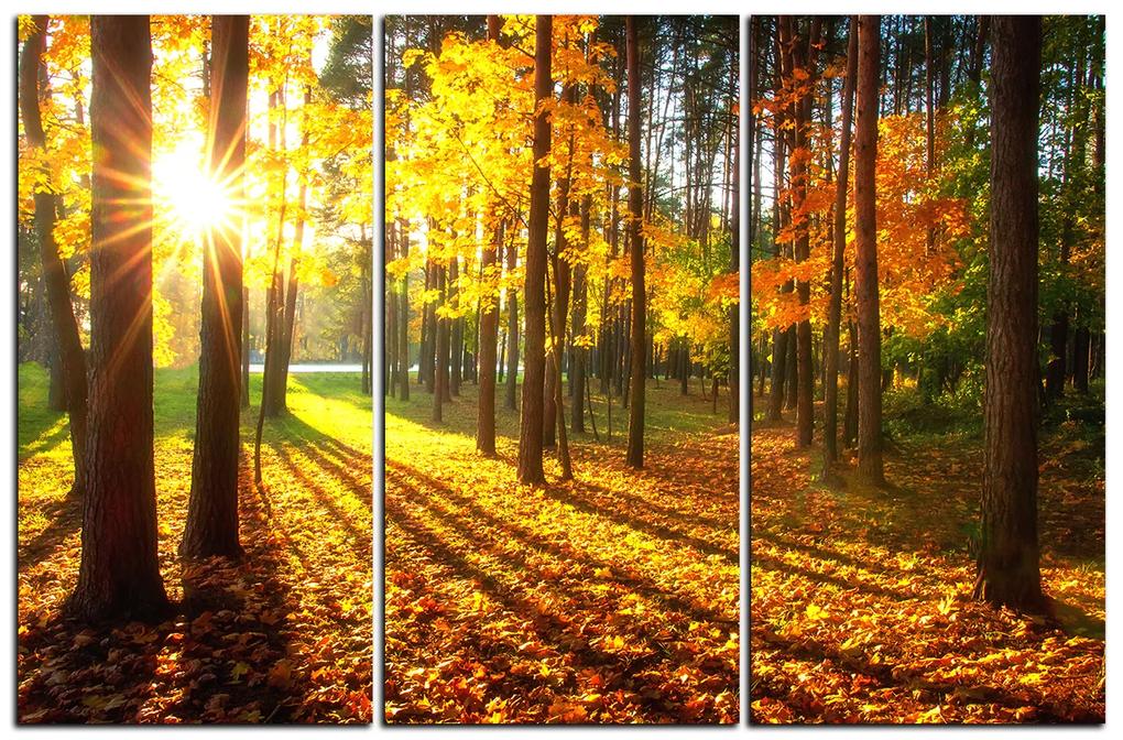 Obraz na plátně - Podzimní les 1176B (120x80 cm)