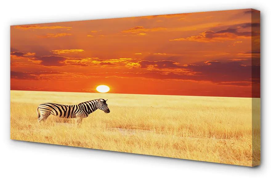 Obrazy na plátně Zebra pole sunset 100x50cm