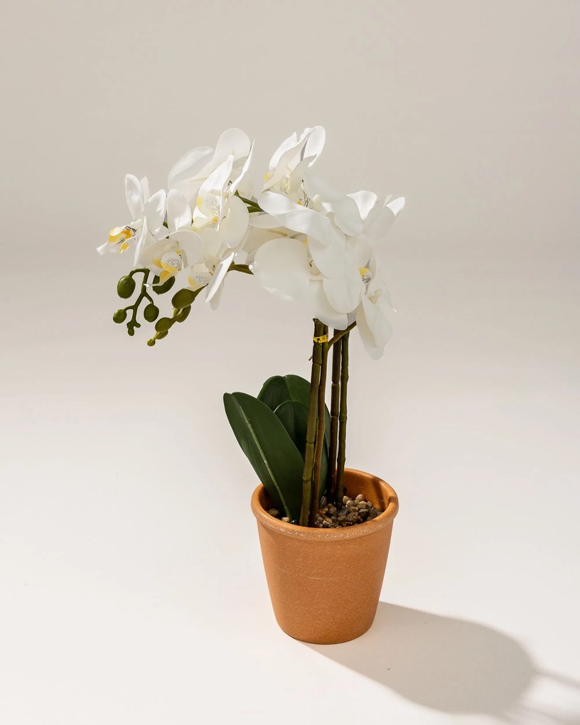 Orchidej Orchidea White v květináči 45 cm