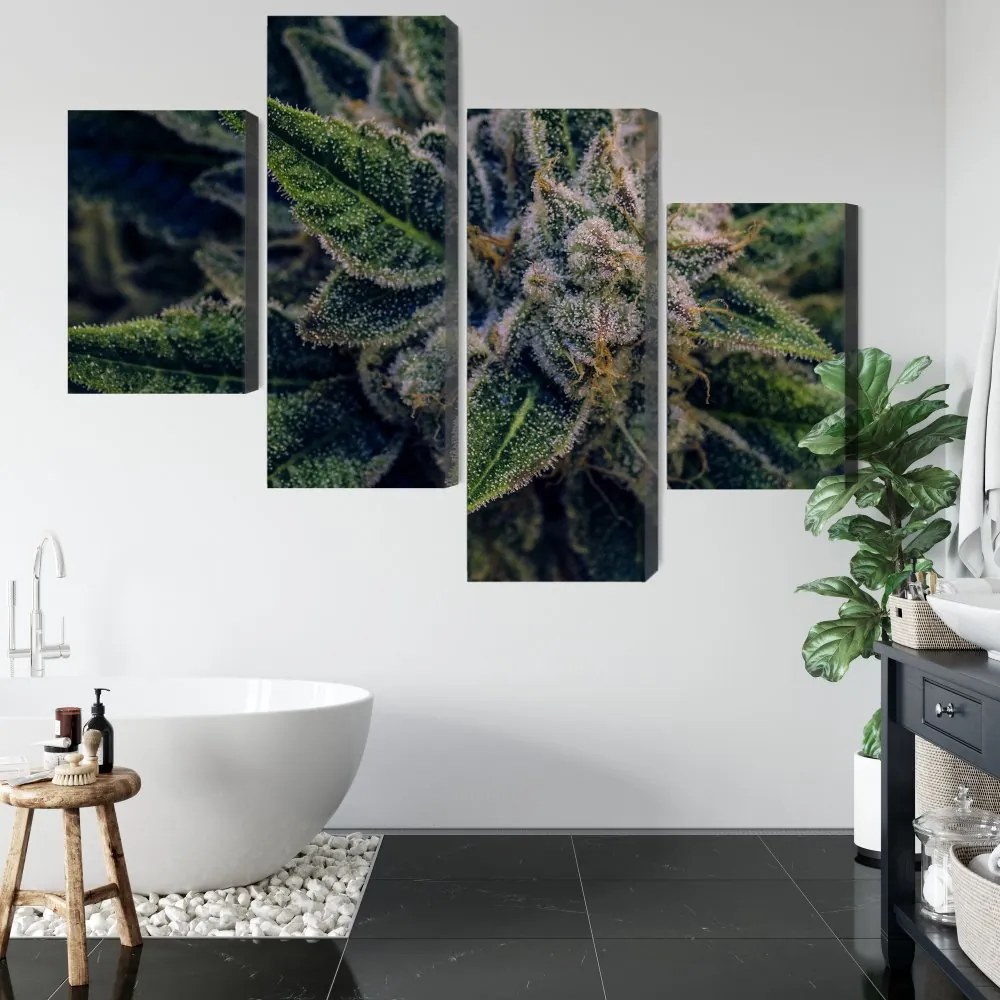 Vícedílný obraz Rostlina Konopí Zblízka Nedostatek Nedostatek Plátno Canvas 160x100
