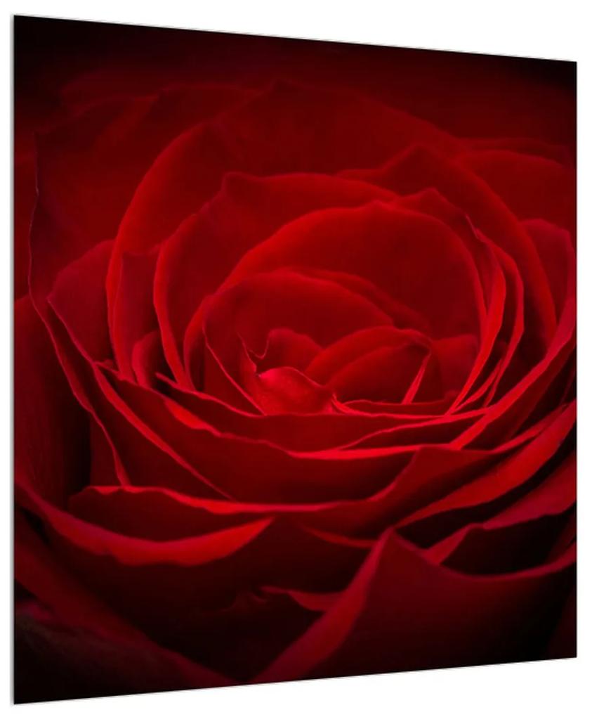 Obraz červené růže (50x50 cm)