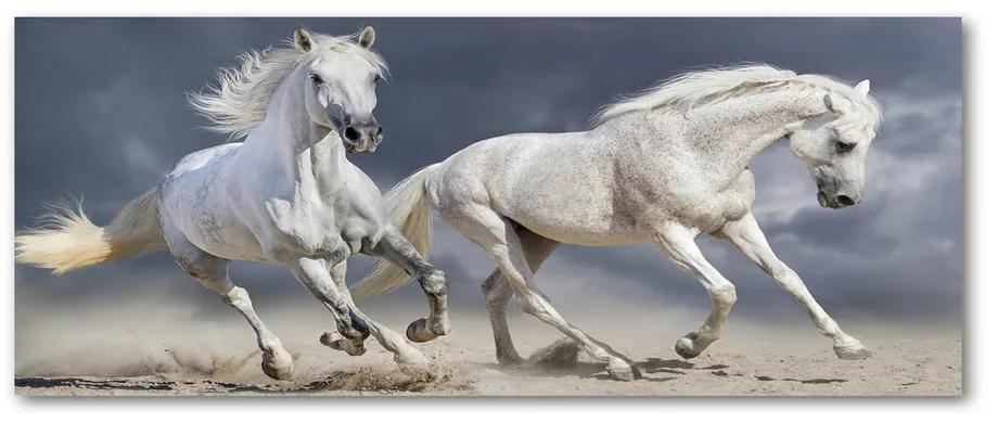 Wallmuralia Moderní foto-obraz akryl na stěnu Bílí koně pláž 125x50 cm
