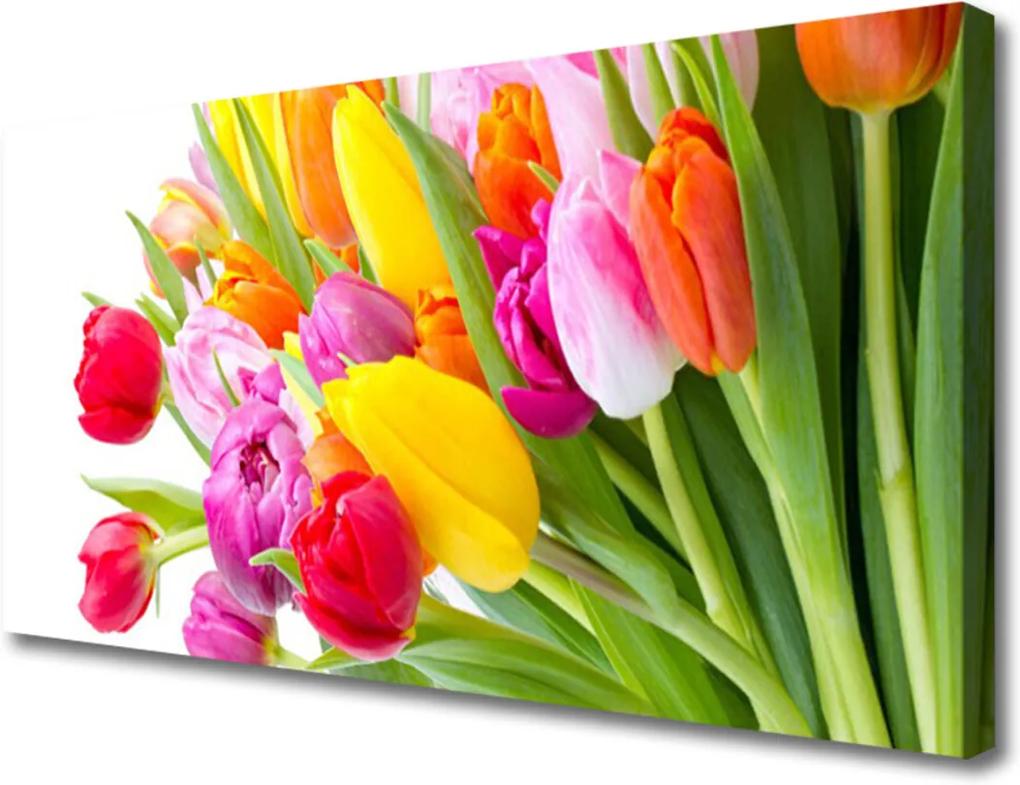 Obraz Canvas Tulipány Květiny Rostlina
