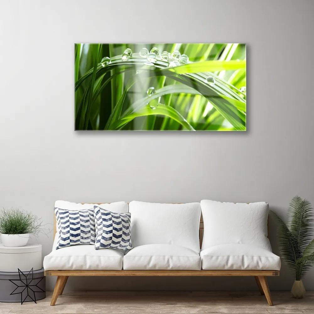 Obraz na skle Tráva Rosa Kapky Rostlina 100x50 cm