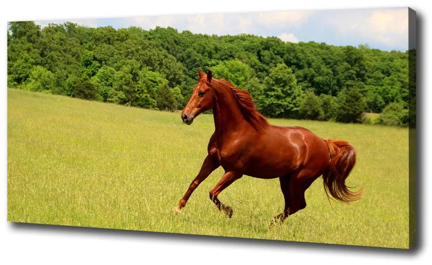 Wallmuralia Foto obraz tištěný na plátně Kůň na louce 100x50