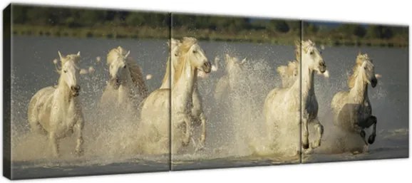 Tištěný obraz Bílé divoké koně 90x30cm 2053A_3A