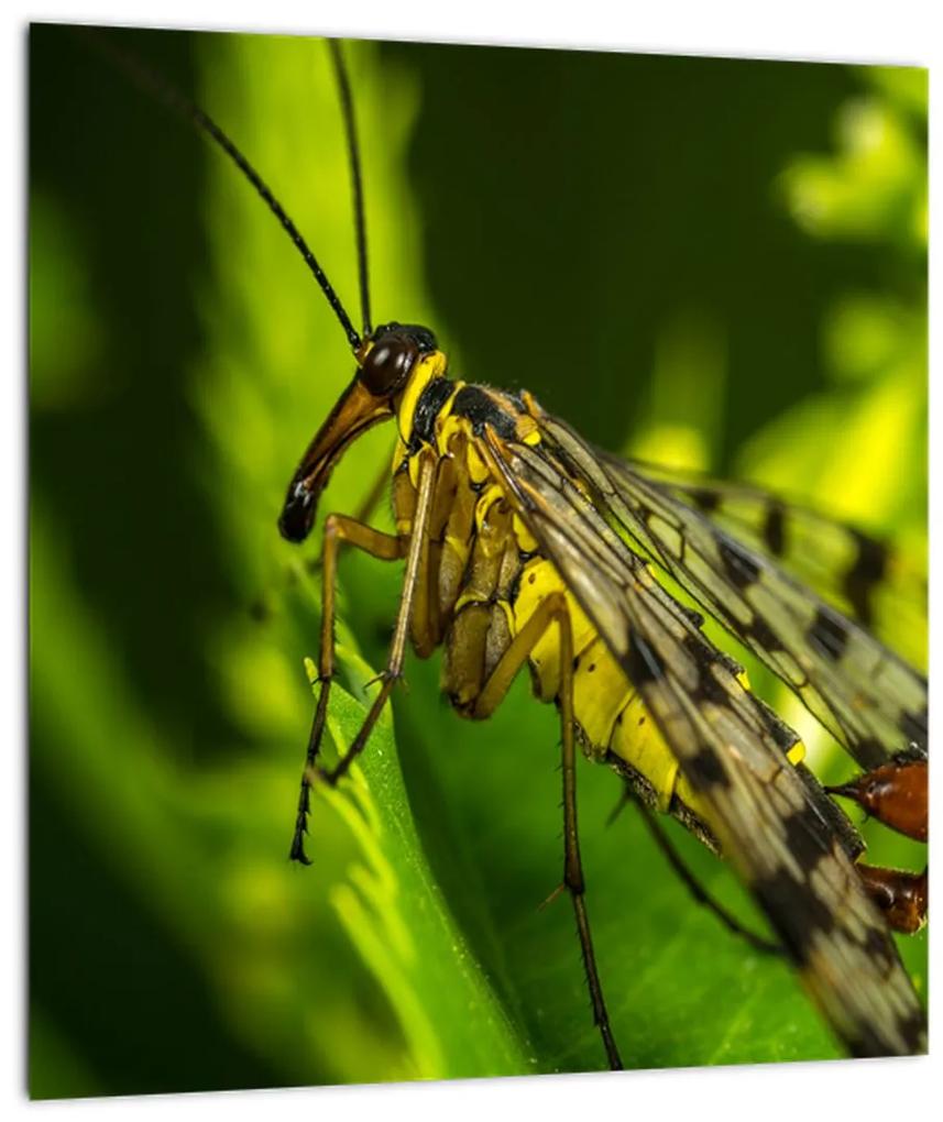 Obraz hmyzu (30x30 cm)