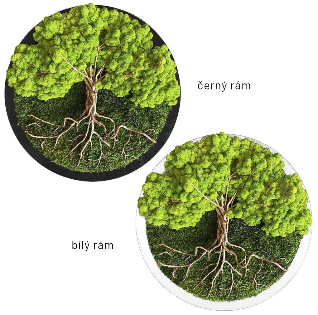 WOODILO Mechový kulatý obraz 320 | kombinace mechů | Strom života s kořeny Barva rámu: Bílá, Průměr obrazu: ø 30 cm