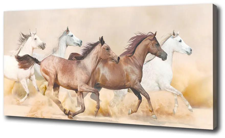 Wallmuralia Foto obraz na plátně Koně ve cvalu 100x50 cm