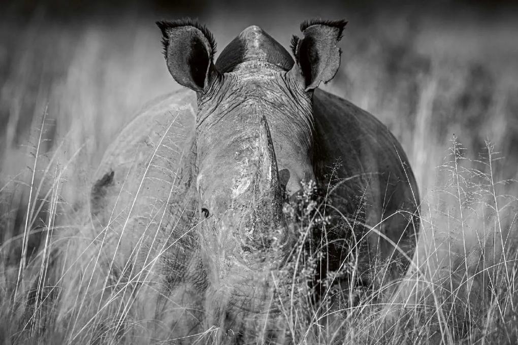 DIMEX | Samolepicí vliesová fototapeta na zeď Nosorožec v trávě MA-5-0454 | 375 x 250 cm | bílá, černá