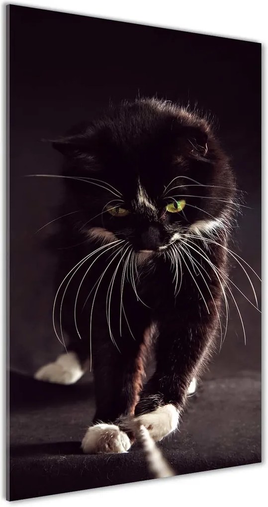 Foto obraz na plátně do obýváku Černá kočka