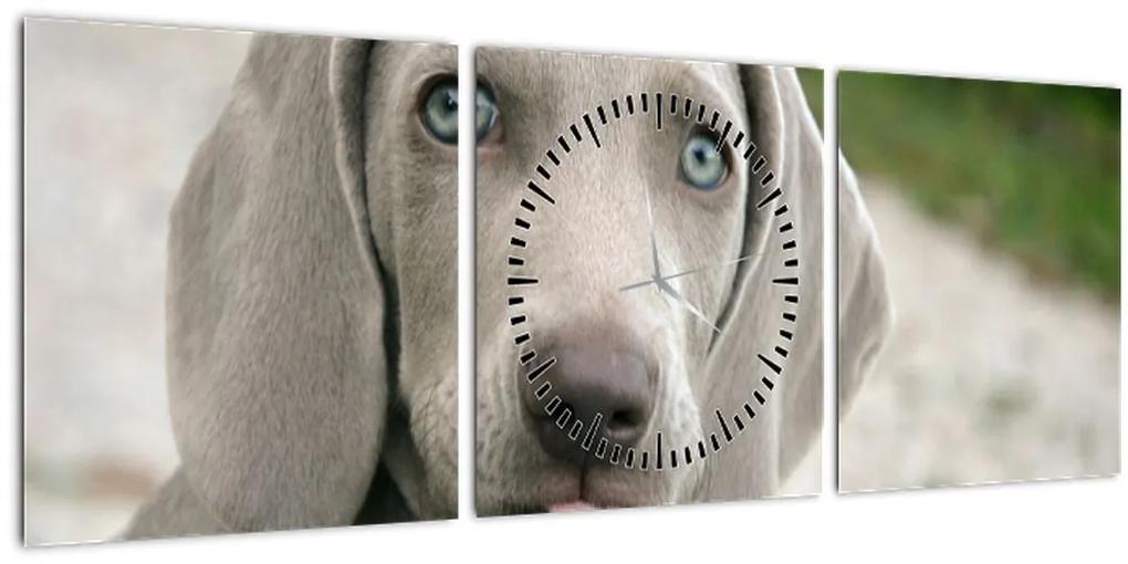 Obraz - štěně výmarský ohař (s hodinami) (90x30 cm)