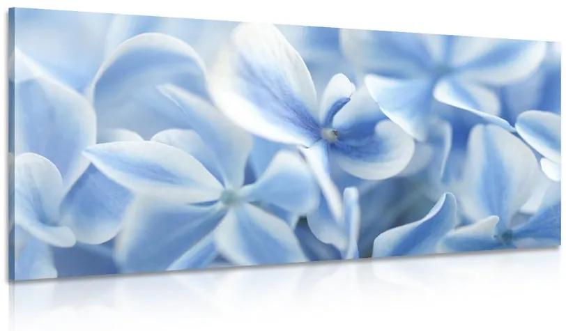 Obraz modro-bílé květy hortenzie Varianta: 100x50