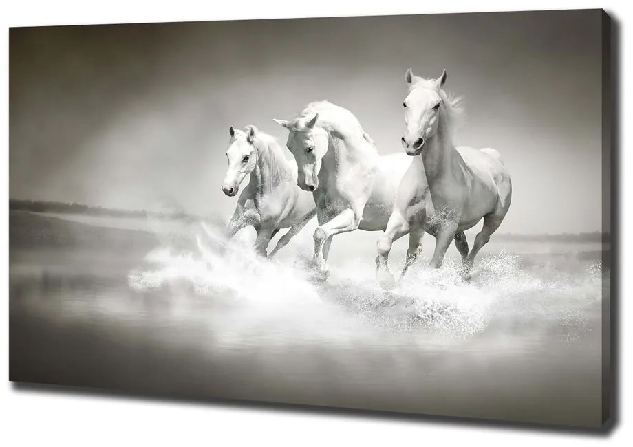 Wallmuralia Foto obraz canvas Bílí koně 100x70 cm