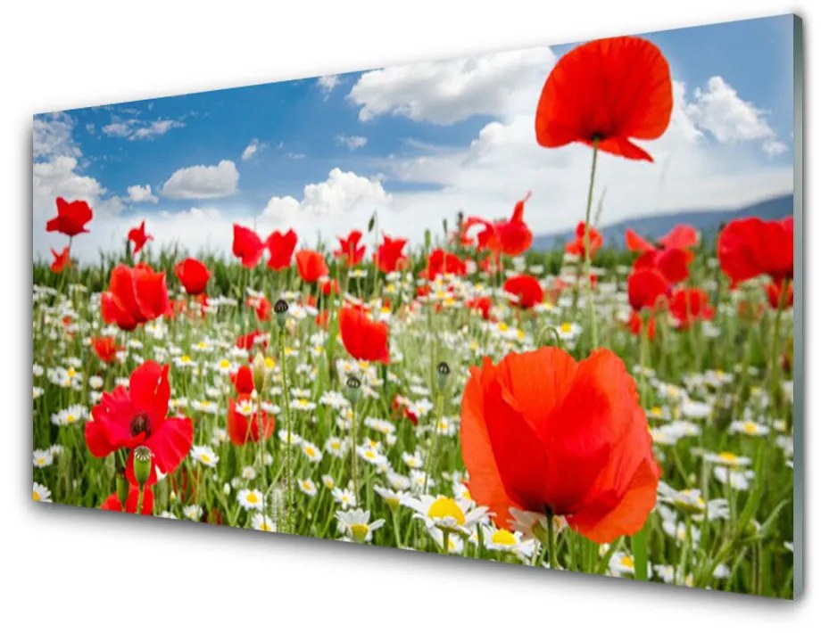 Plexisklo-obraz Louka Květiny Příroda 120x60 cm