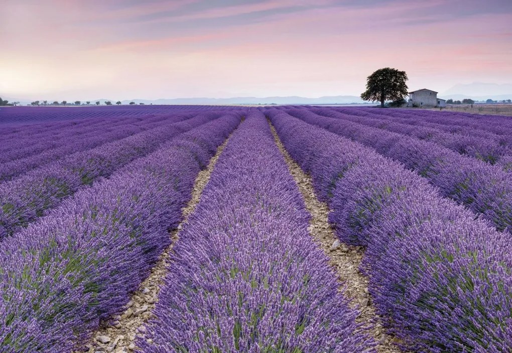 XXL4-036 Vliesová fototapeta Komar - Provence - levandulové pole, velikost 368x248 cm