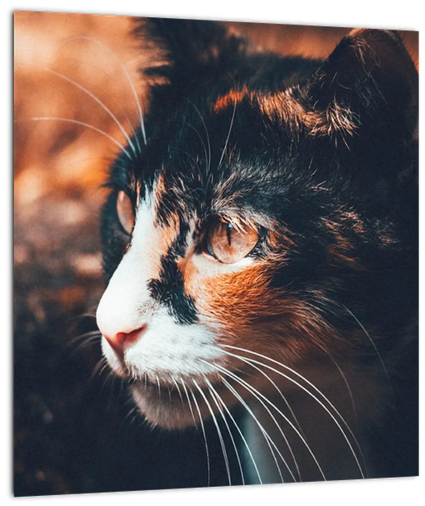 Obraz - Pohled kočky (30x30 cm)