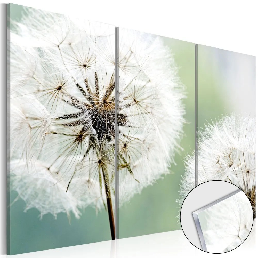 Obraz na skle Bimago - Fluffy Dandelions 120x80 cm