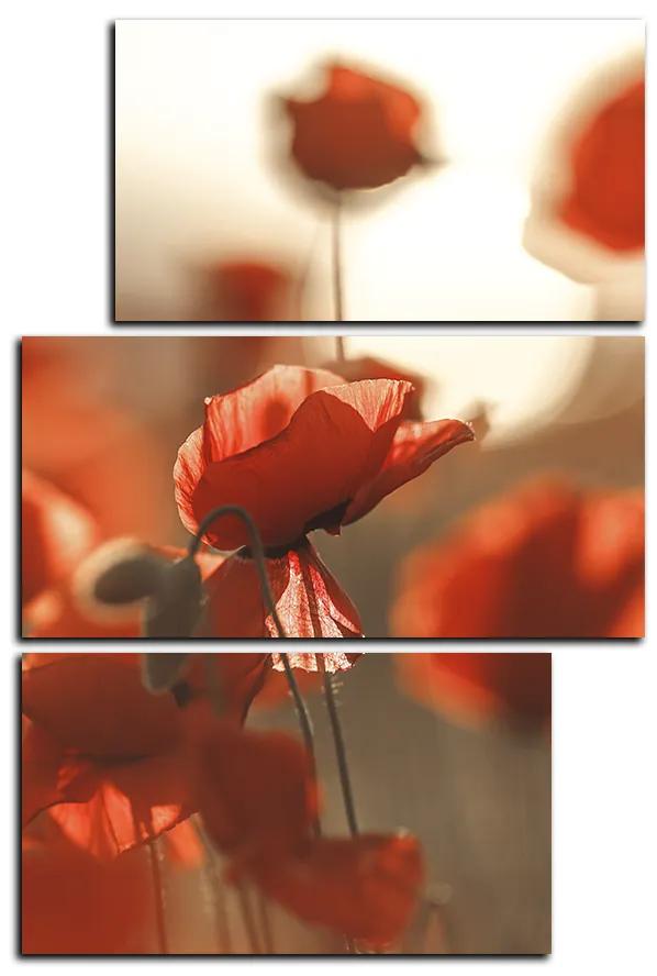 Obraz na plátně - Máky na slunci - obdélník 793FC (90x60 cm)