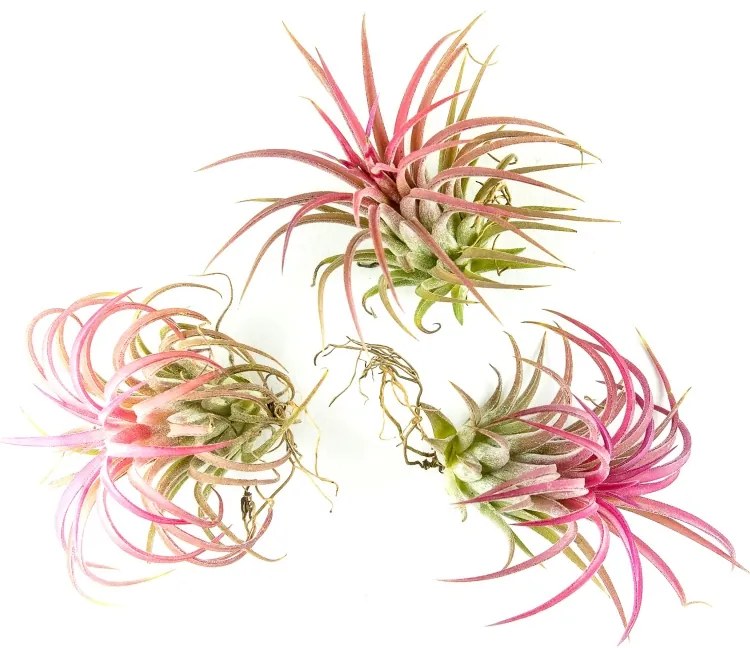 Tillandsia ionantha red
