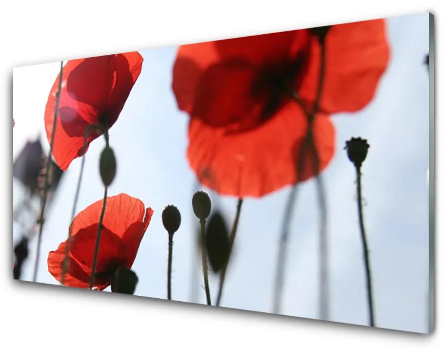 akrylový obraz Máky Rostlina 125x50 cm