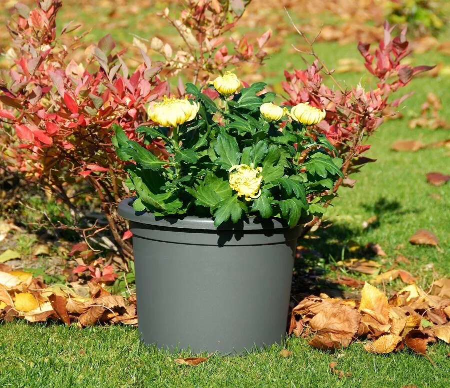 Plastia Obal Narcis - antracit 40 cm