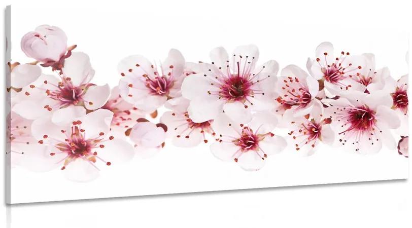 Obraz třešňové květy