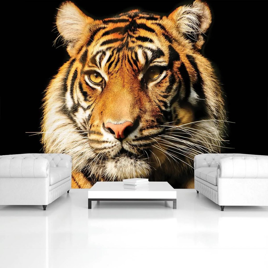 Fototapeta - Majestátný tygr (254x184 cm)