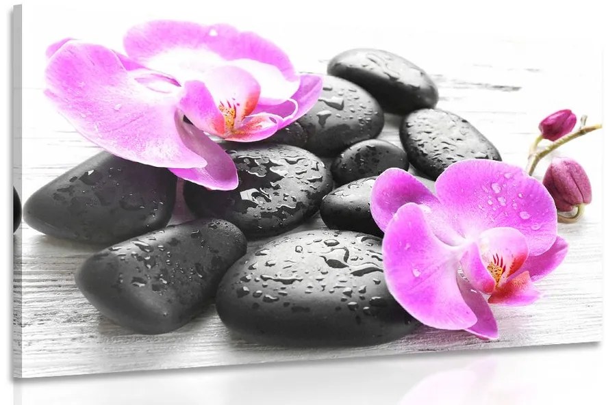 Obraz krásná souhra kamenů a orchideje Varianta: 120x80