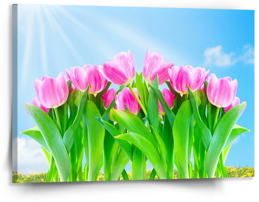 Obraz - Růžové tulipány 150x110 cm