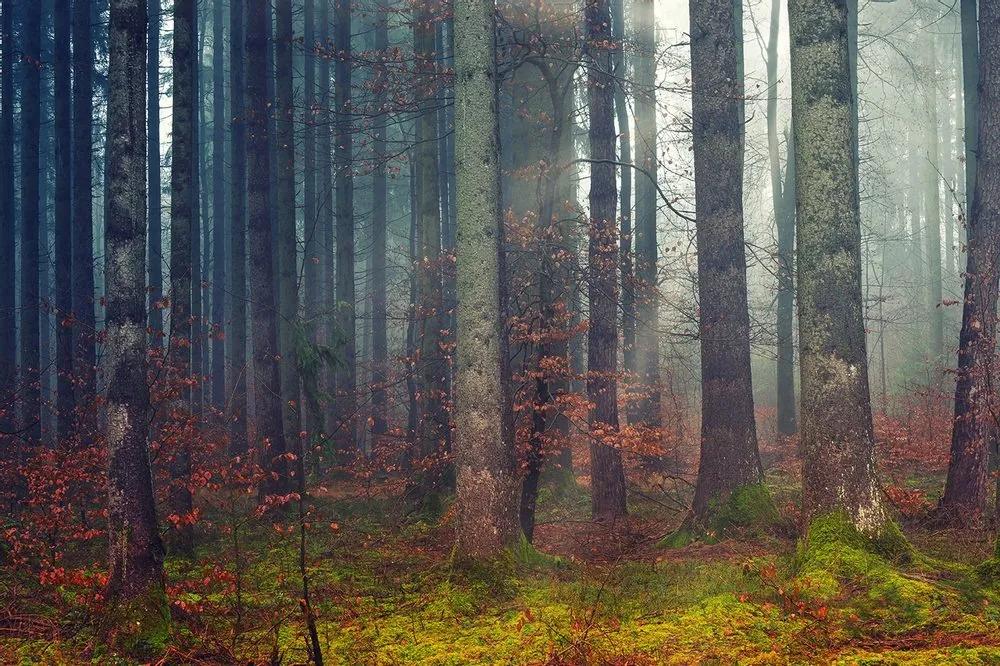 Fototapeta tajemství lesa - 225x150 cm