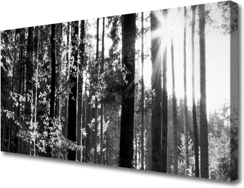 Obraz na plátně Skleněný Les Příroda