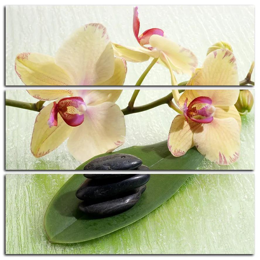 Obraz na plátně - Květy orchideje - čtverec 362C (105x105 cm)