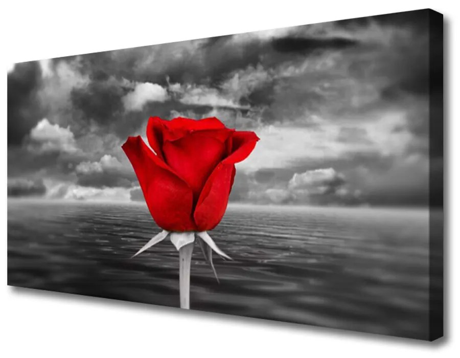 Obraz na plátně Růže Květ Rostlina 100x50cm