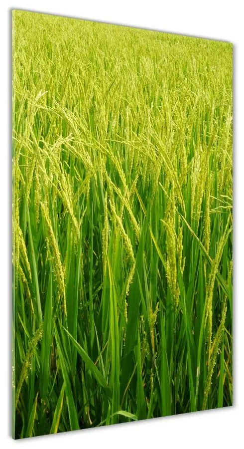 Wallmuralia Vertikální Foto obraz fotografie na skle Plantáž rýže 50x100