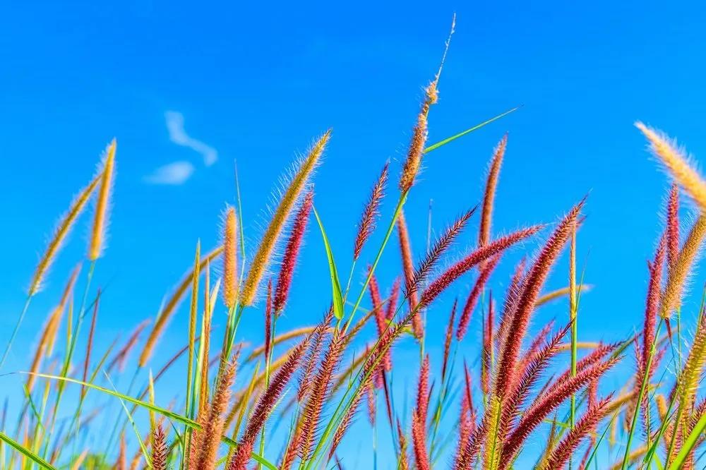 Samolepící fototapeta divoká tráva pod oblohou - 300x200 cm