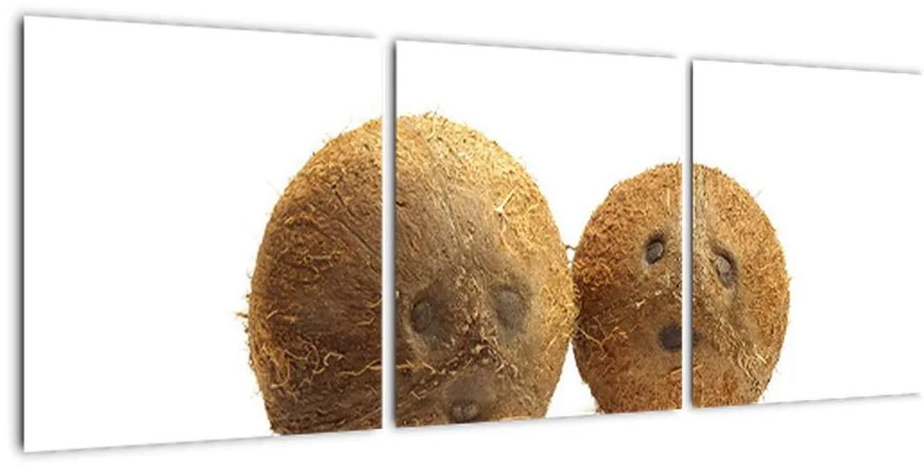 Kokosový ořech, obraz