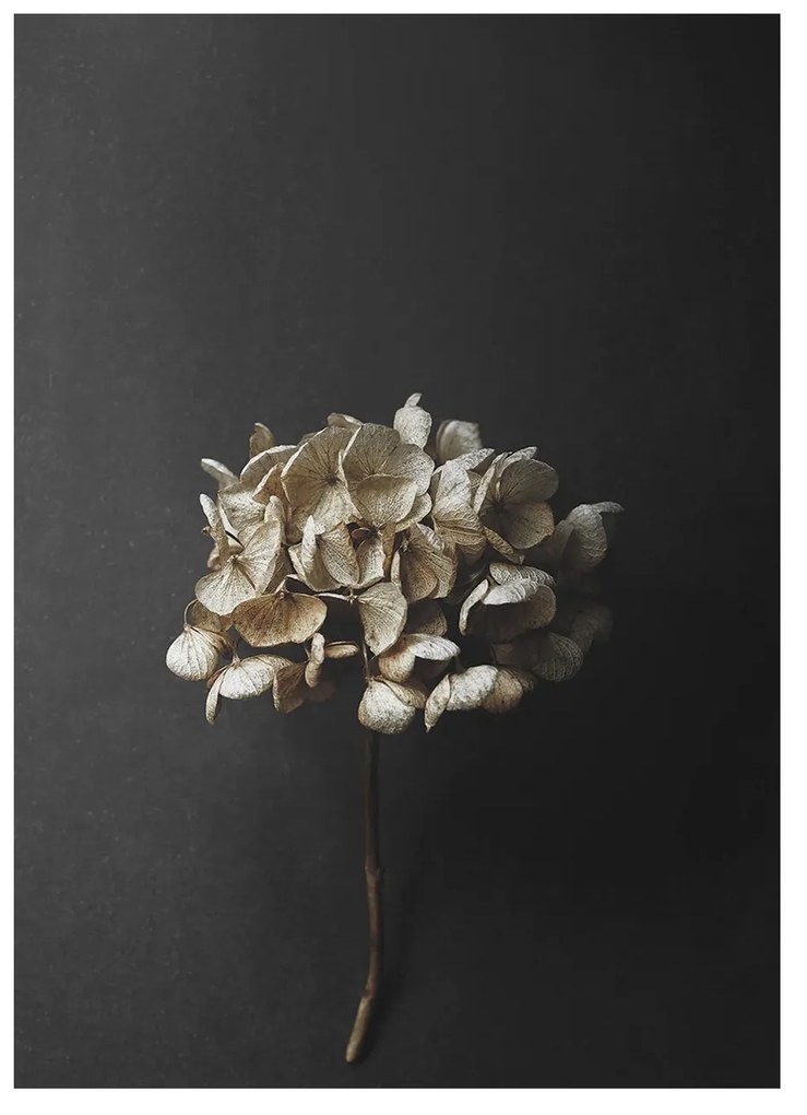 Paper Collective designové moderní obrazy Still Life 04 - Hydrangea (70 x 100 cm)